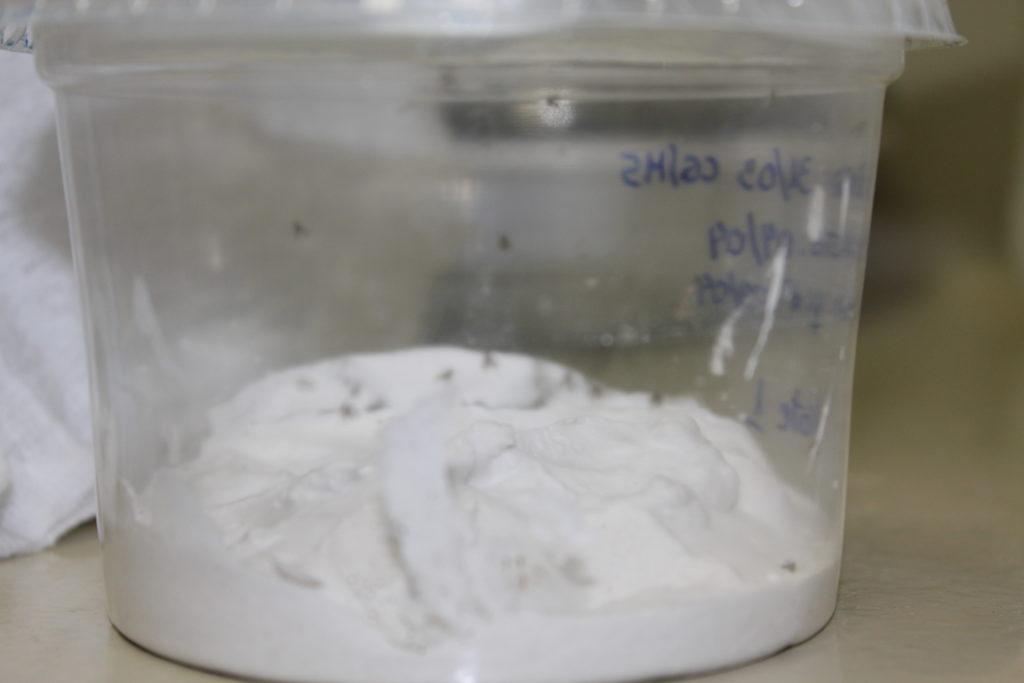 Pesquisa comprova competência do flebotomíneo Lutzomyia cruzi para ...