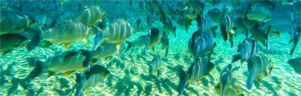 Bacia hidrográfica do Rio da Prata corre sérios riscos com erosão - UFMS